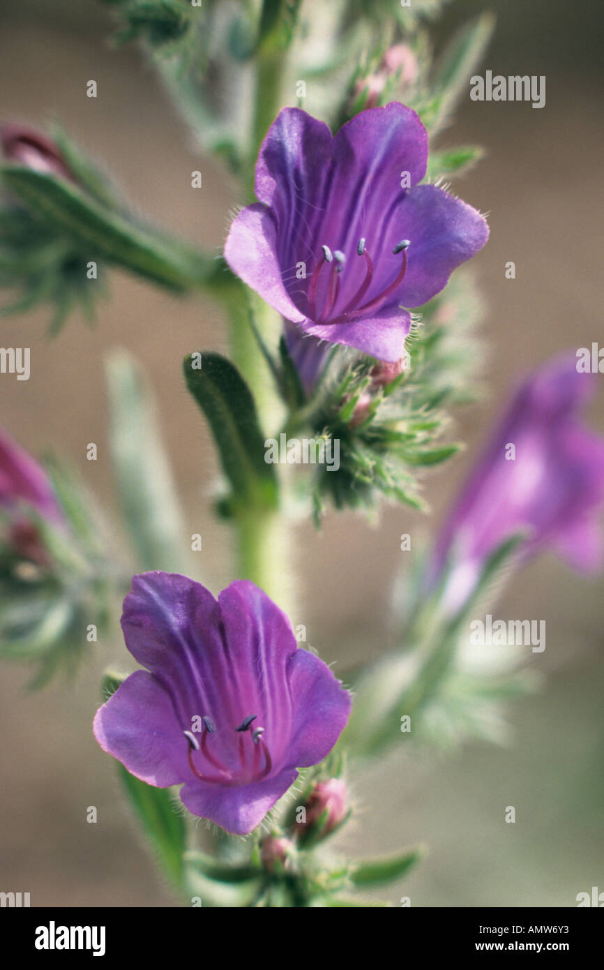 Purple viper's bugloss (Echium plantagineum Stock Photo - Alamy