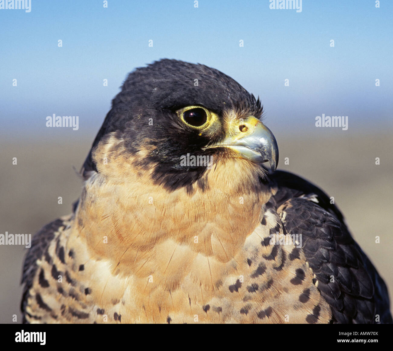 Falcon on arm hi-res stock photography and images - Alamy