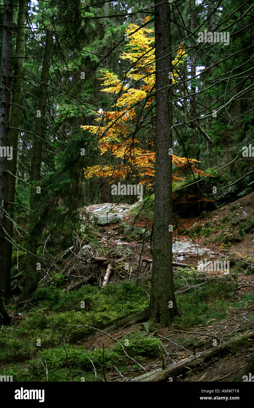 A vibrant yellow-orange tree stands out in a dense green forest ...