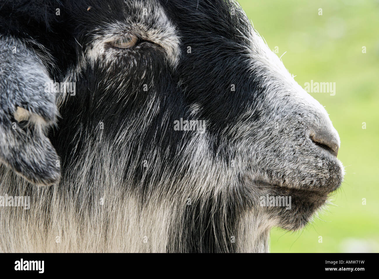 Mountain goat profile - Close up of a old mountain goat with green ...