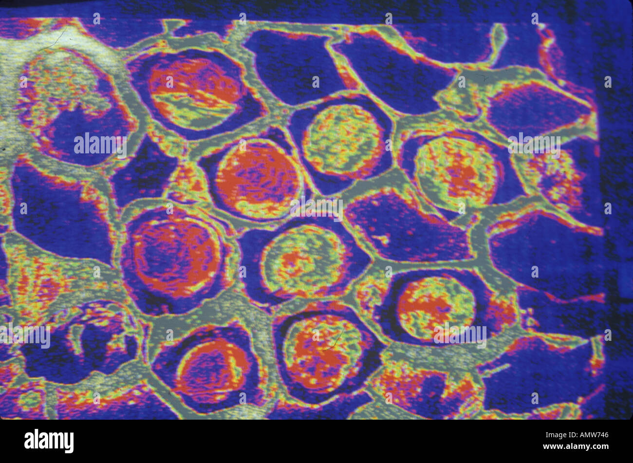 Lipids Fat Cells Stock Photo - Alamy