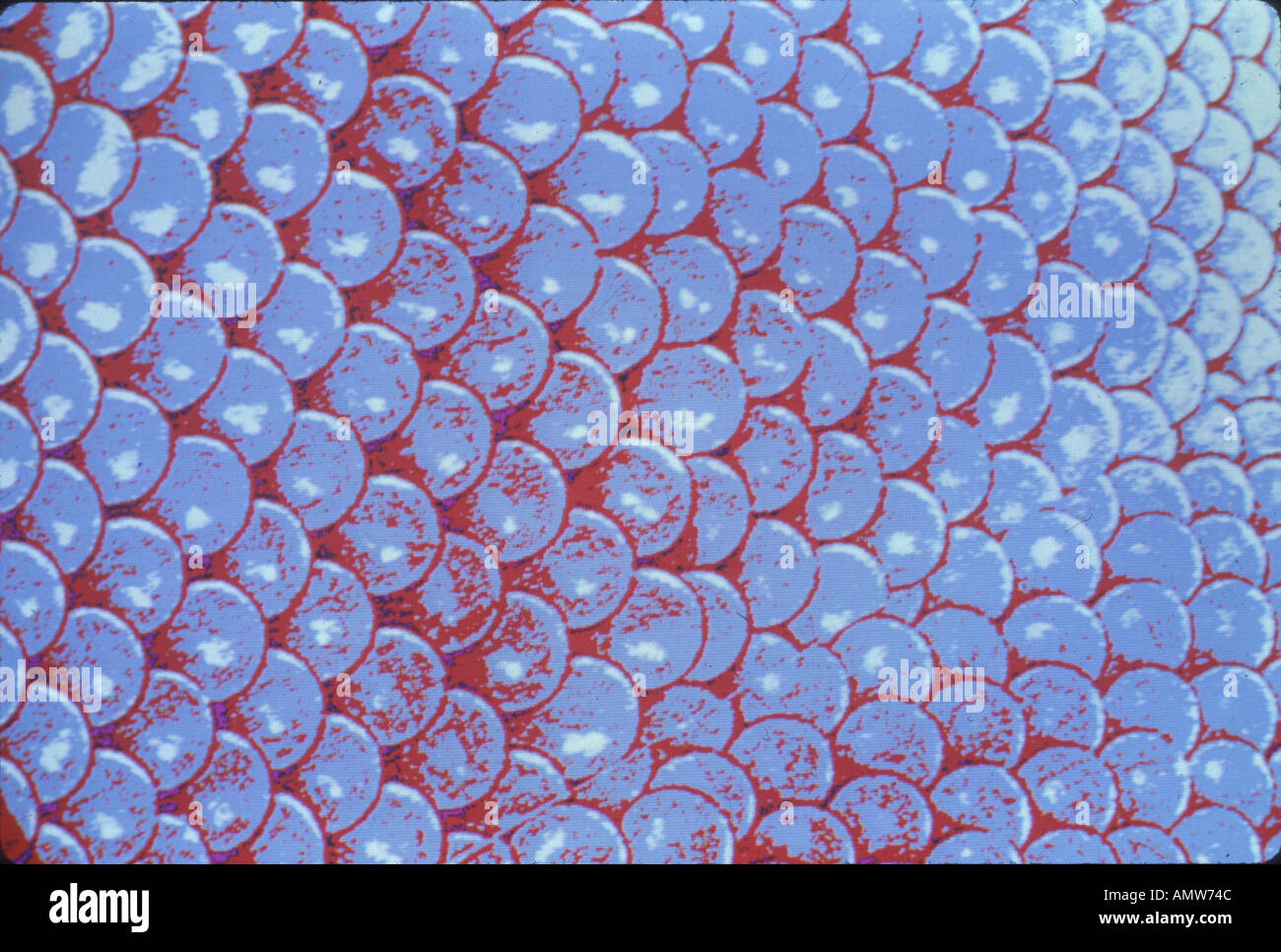 Lipids Fat Cells Stock Photo - Alamy