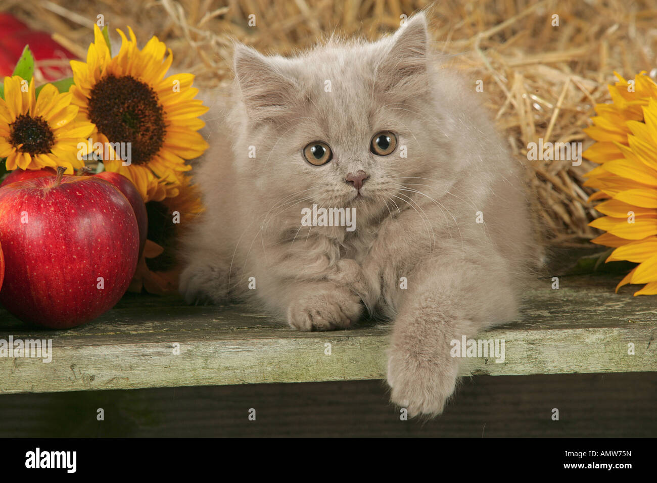Highlander cat - kitten - lying Stock Photo - Alamy