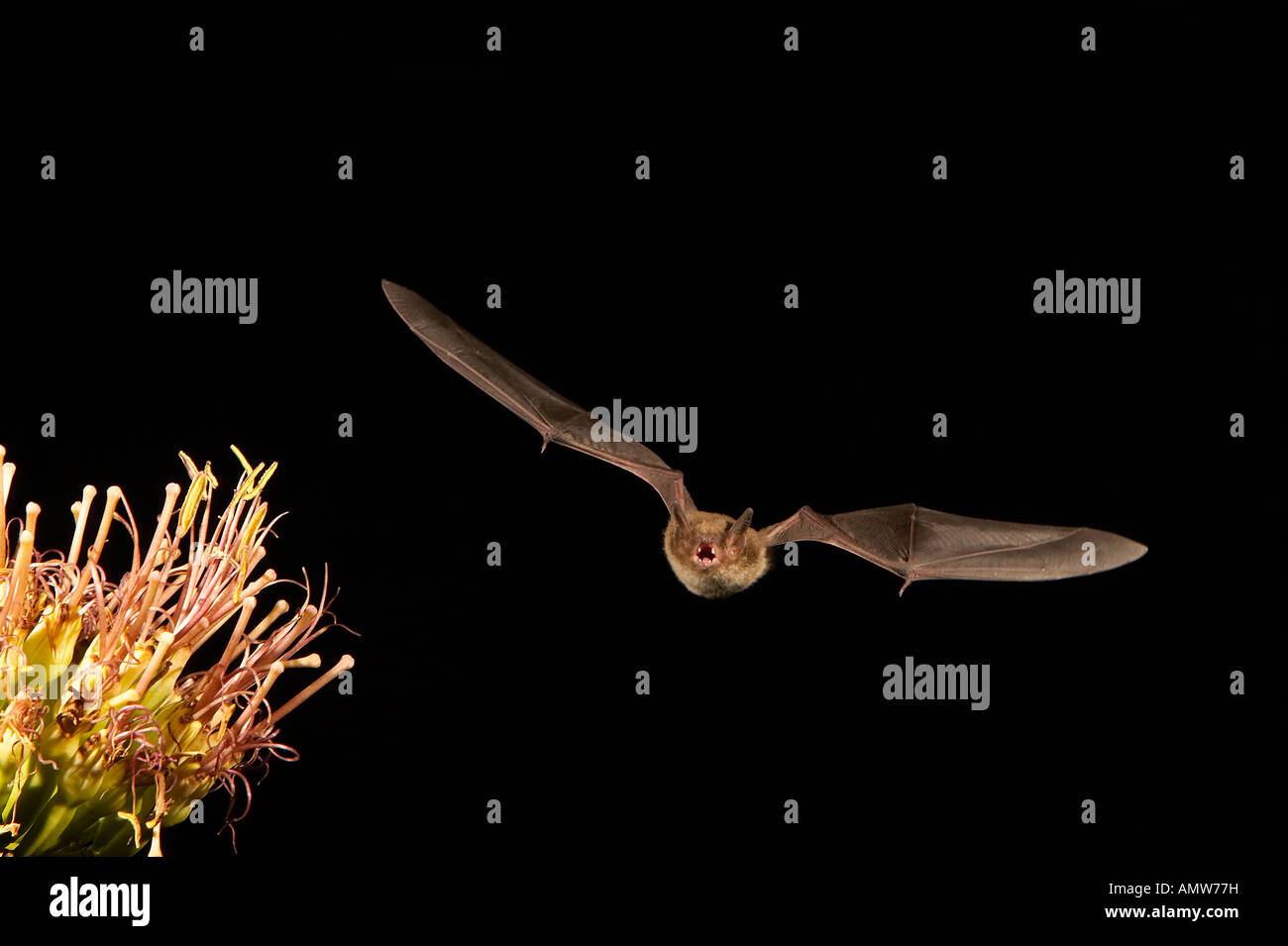 Cave Myotis Myotis velifer Arizona USA Stock Photo - Alamy