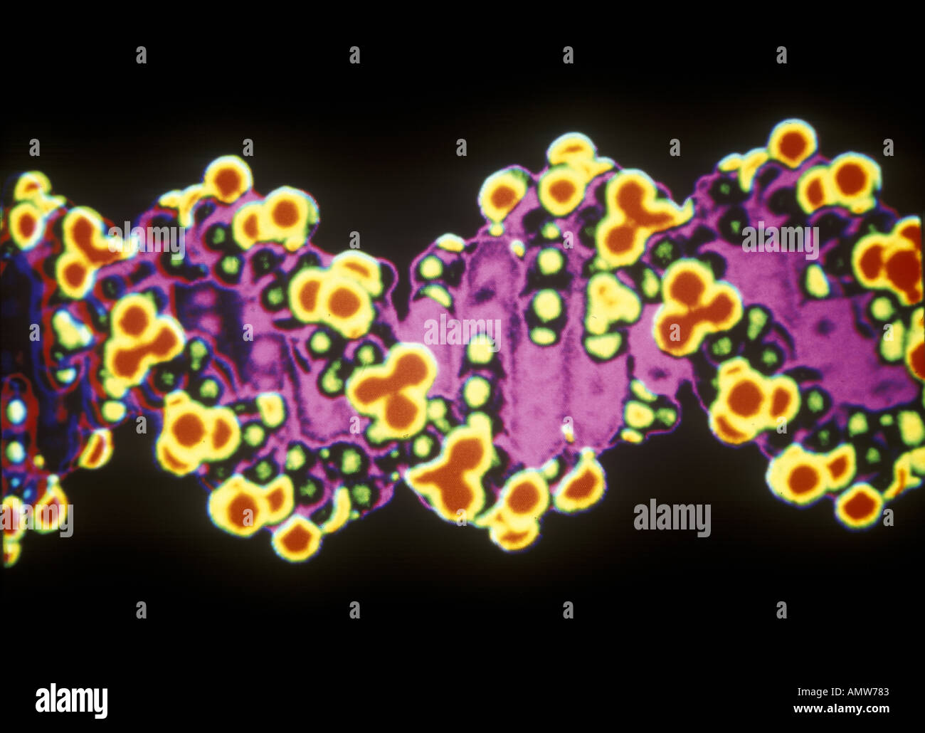DNA Double Helix Stock Photo - Alamy