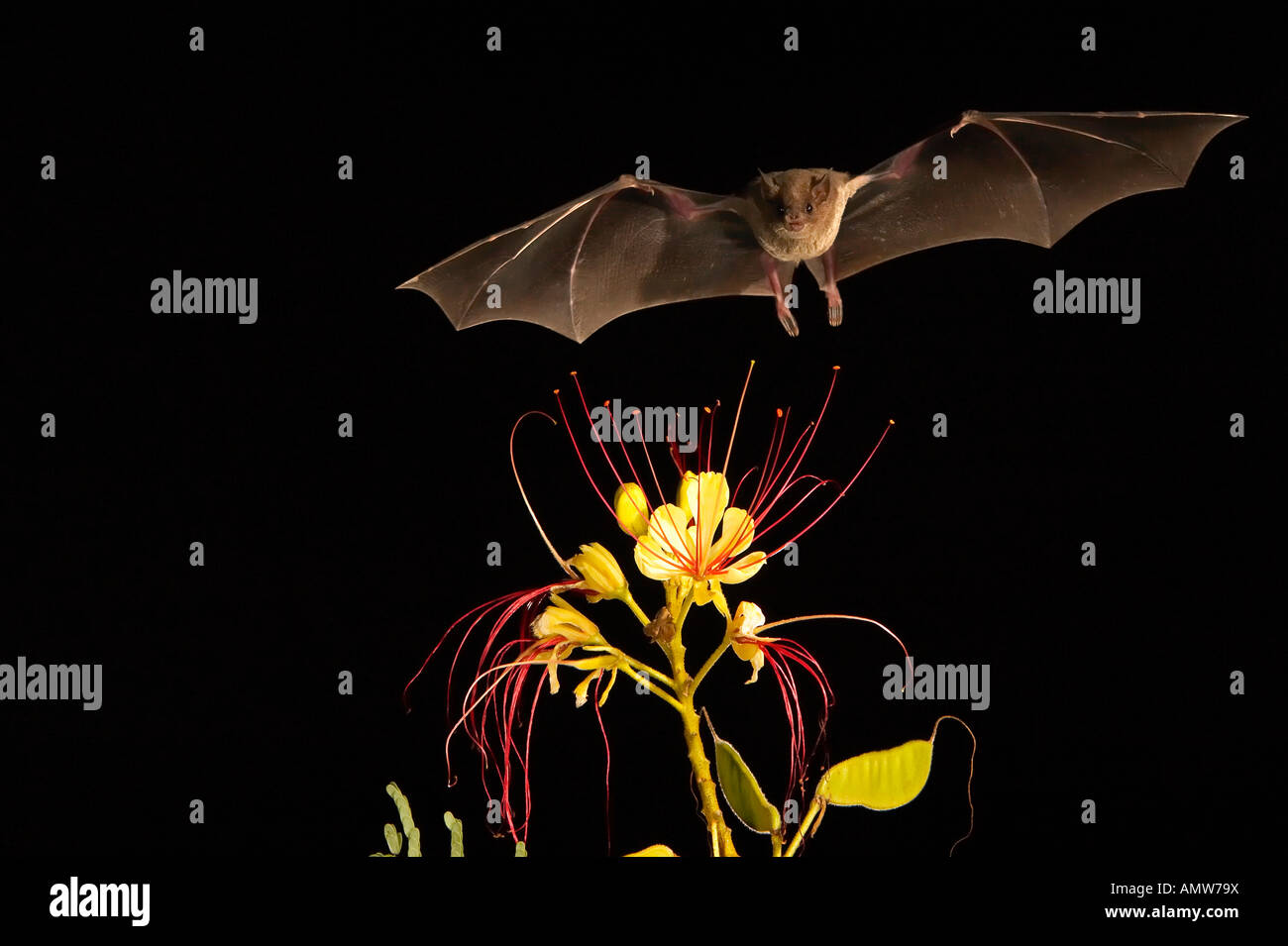 Lesser long nosed bat hi-res stock photography and images - Alamy