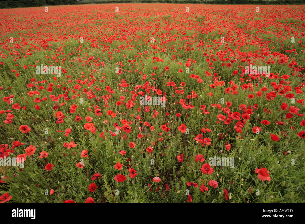 A field of poppies in Norfolk, UK Stock Photo - Alamy