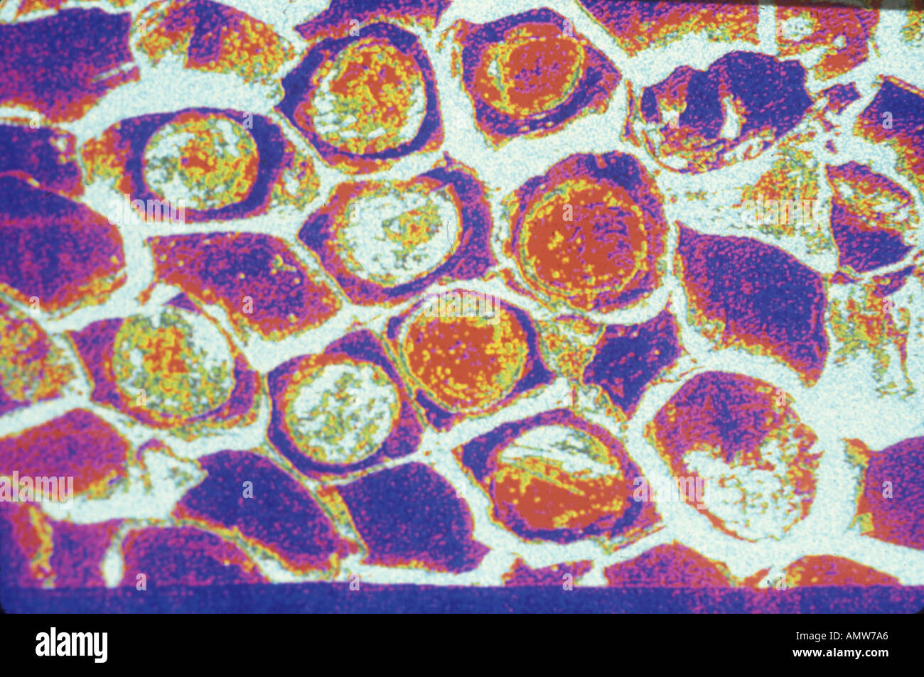 Lipids Fat Cells Stock Photo - Alamy