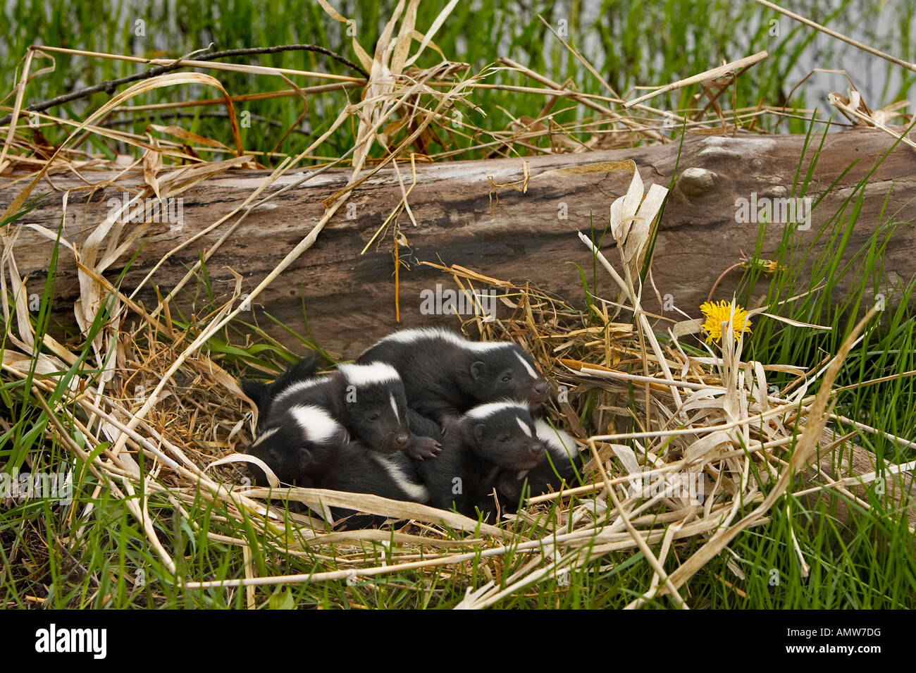 Mephitis mephitis nest hi-res stock photography and images - Alamy