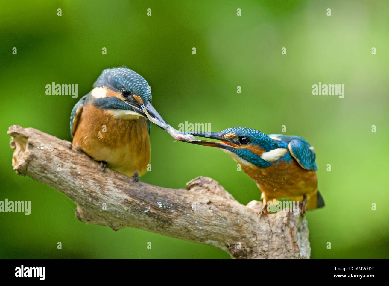 Sharing A Fish High Resolution Stock Photography and Images - Alamy