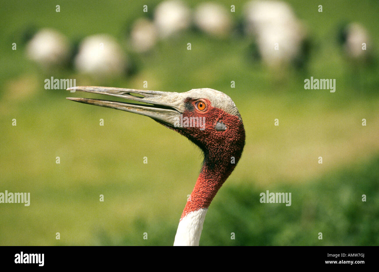 Crane headed hi-res stock photography and images - Alamy