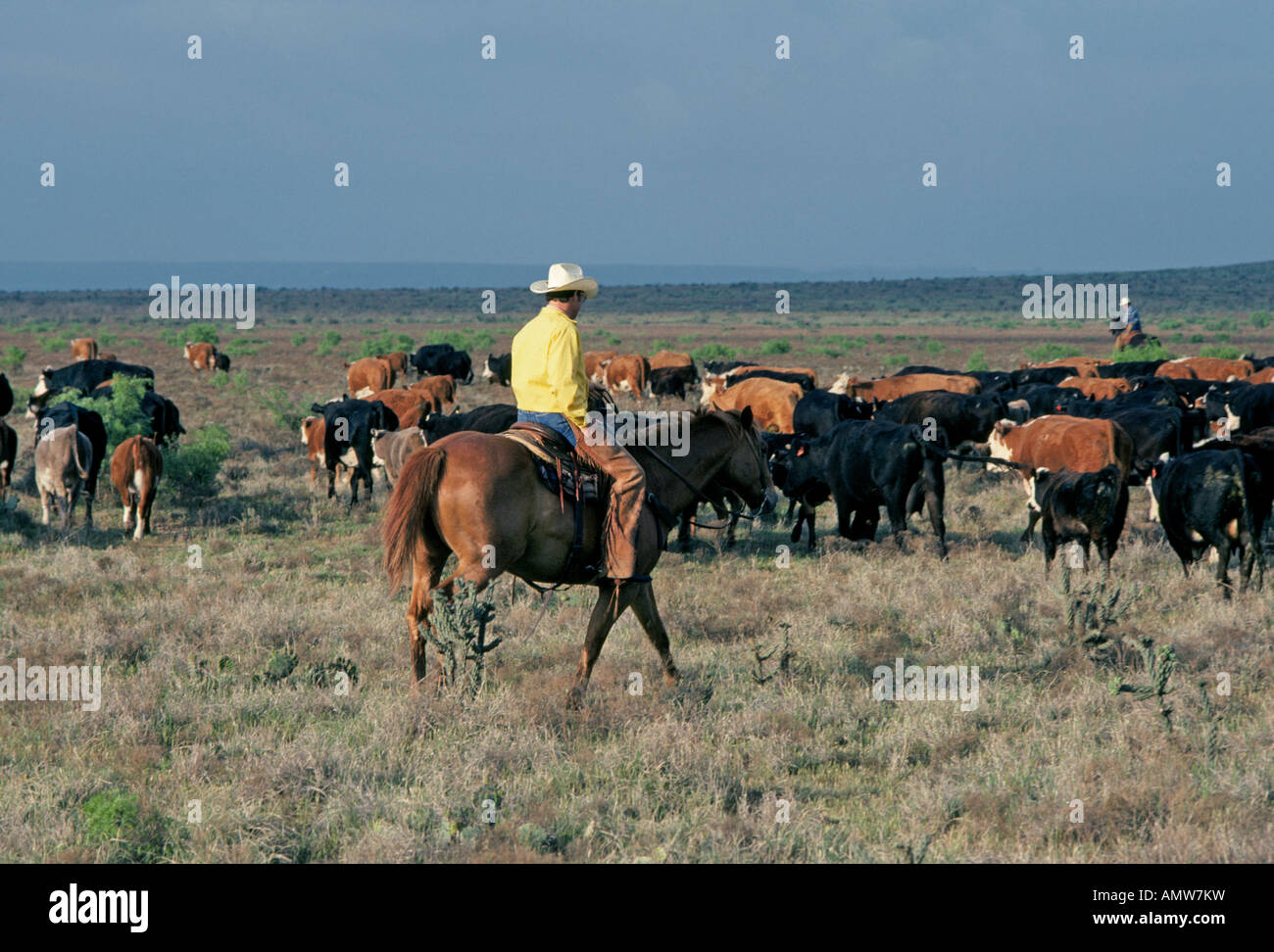 Cattle herd roundup cowboys ranch hi-res stock photography and images ...