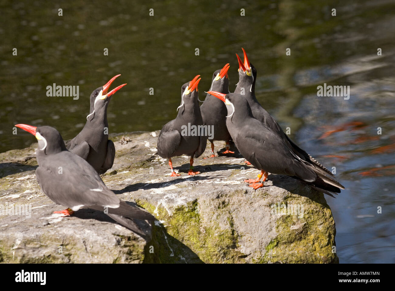 inca terns / Larosterna inca Stock Photo - Alamy