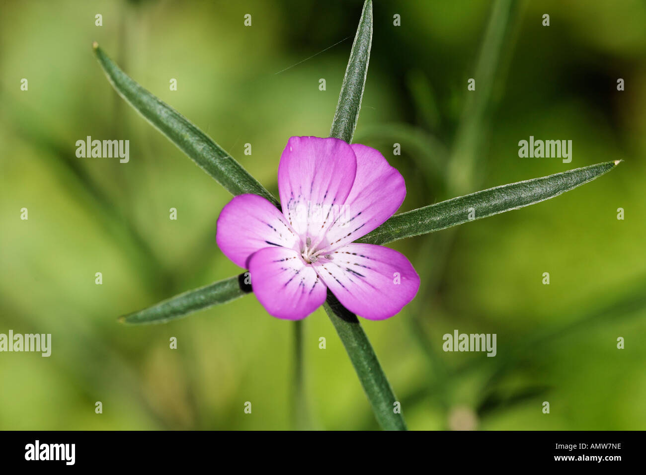 Corncockle ( Agrostemma githago ) medicinal plant , poisonous plant ...