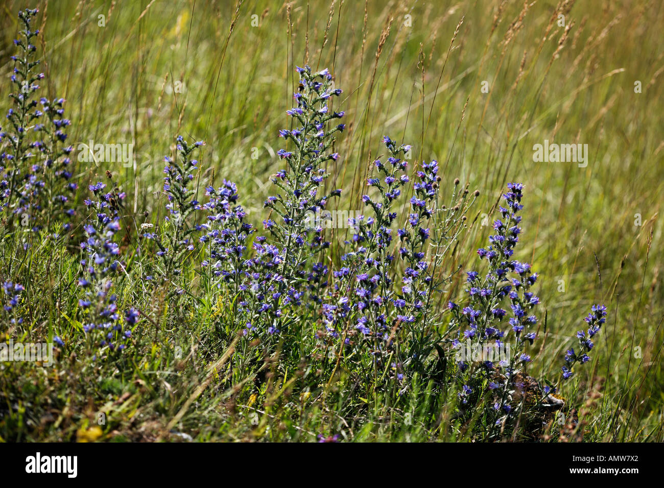 Blue Weed, Bugloss (Echium vulgare) Germany Stock Photo - Alamy