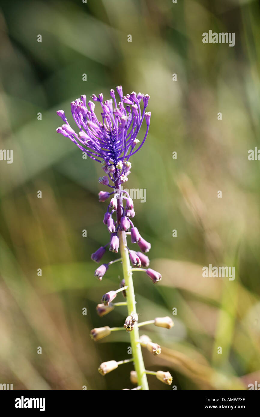 Feather Hyacinth ( Muscari comosum ) Germany Stock Photo - Alamy