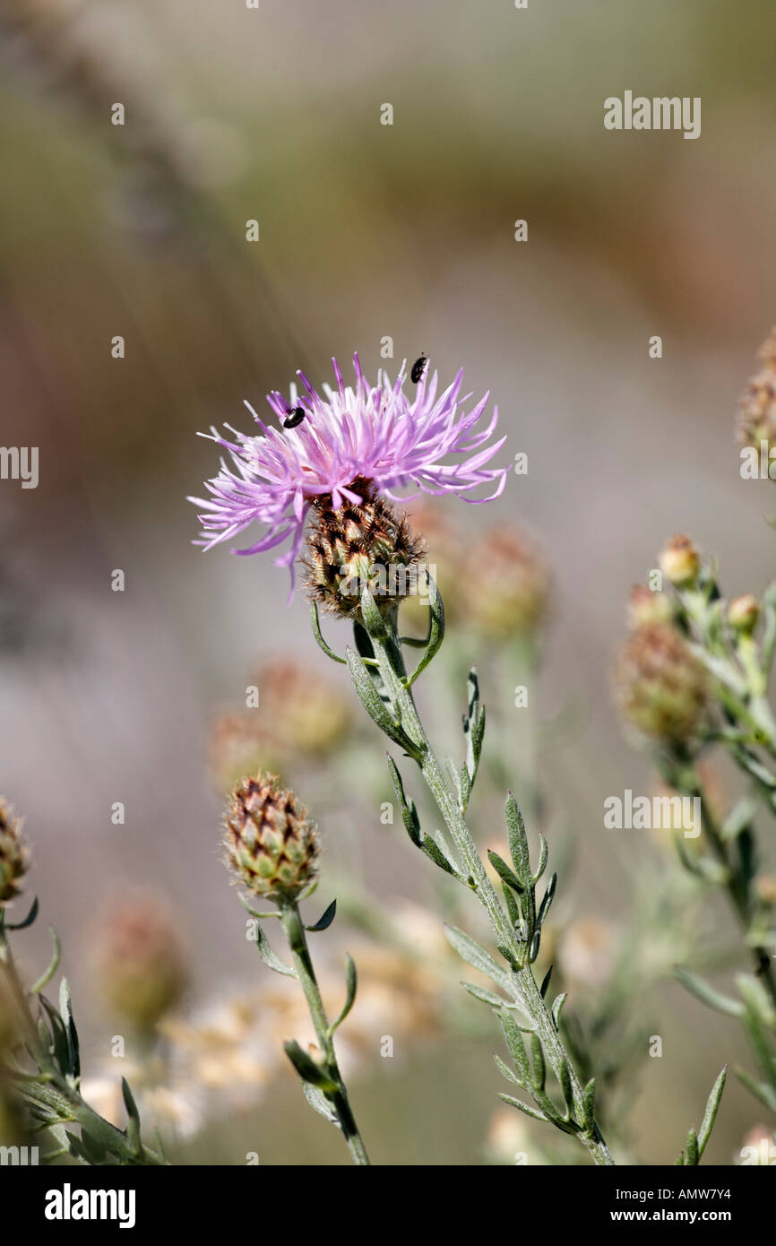 Greater knapweed plant hi-res stock photography and images - Alamy