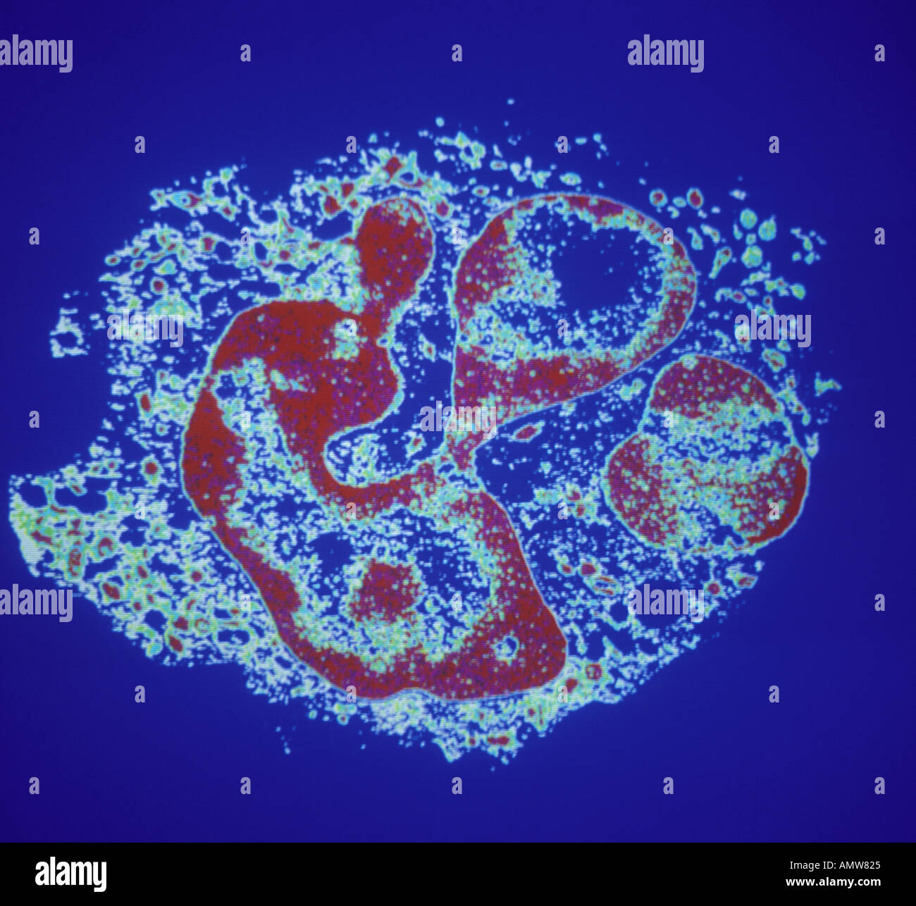 Neutrophil Stock Photos & Neutrophil Stock Images - Alamy