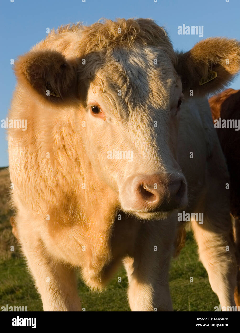 cow close up portrait Stock Photo - Alamy