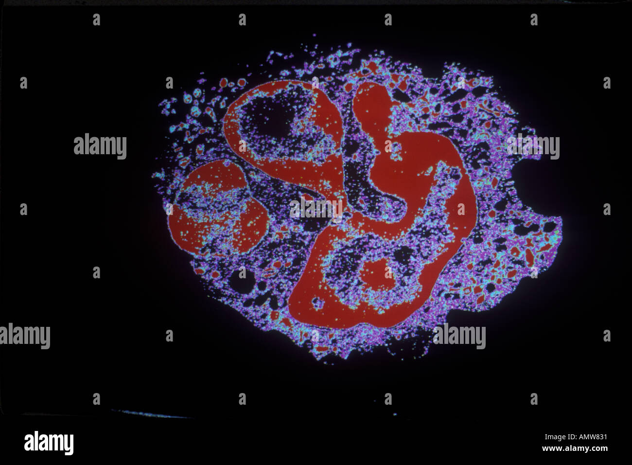 Neutrophil Stock Photos & Neutrophil Stock Images - Alamy