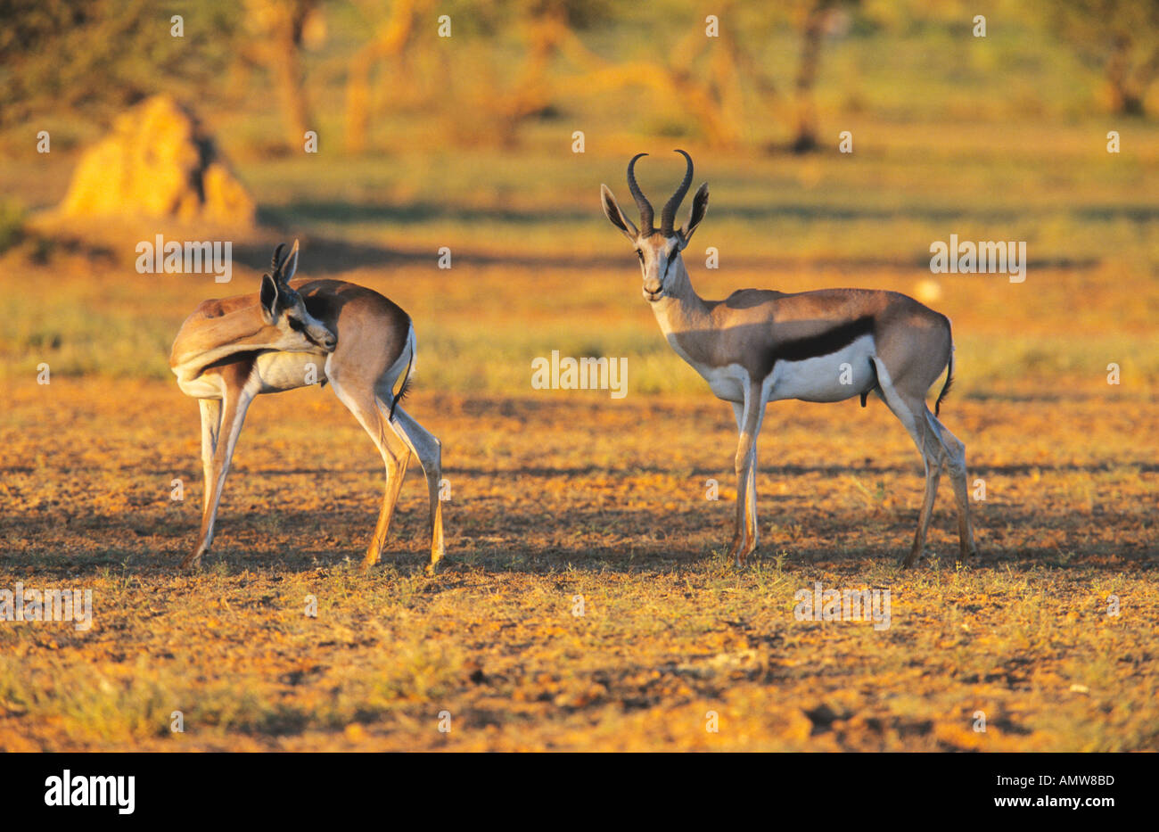 Gazelle thompson hi-res stock photography and images - Alamy
