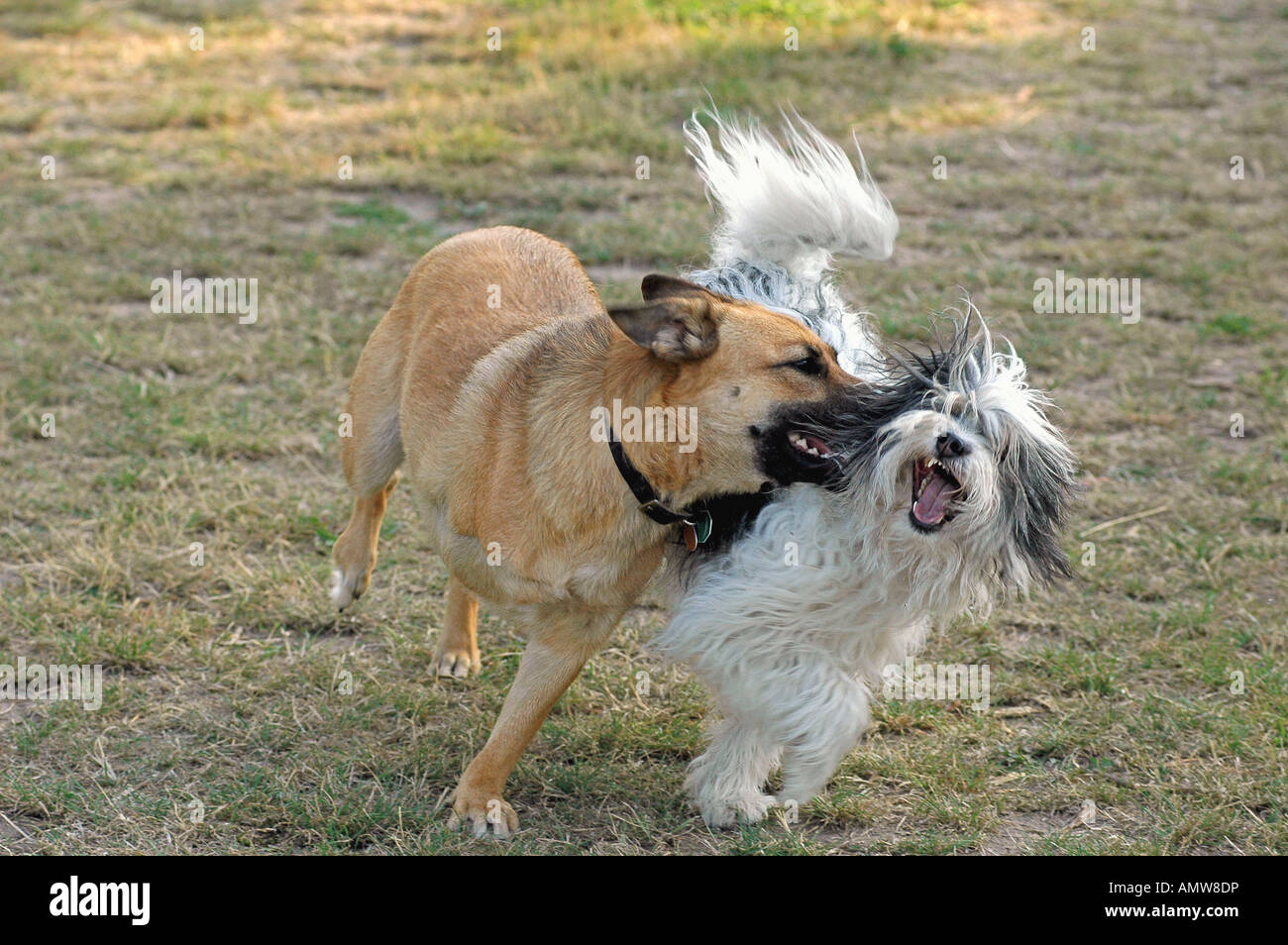 two dogs - playing Stock Photo - Alamy