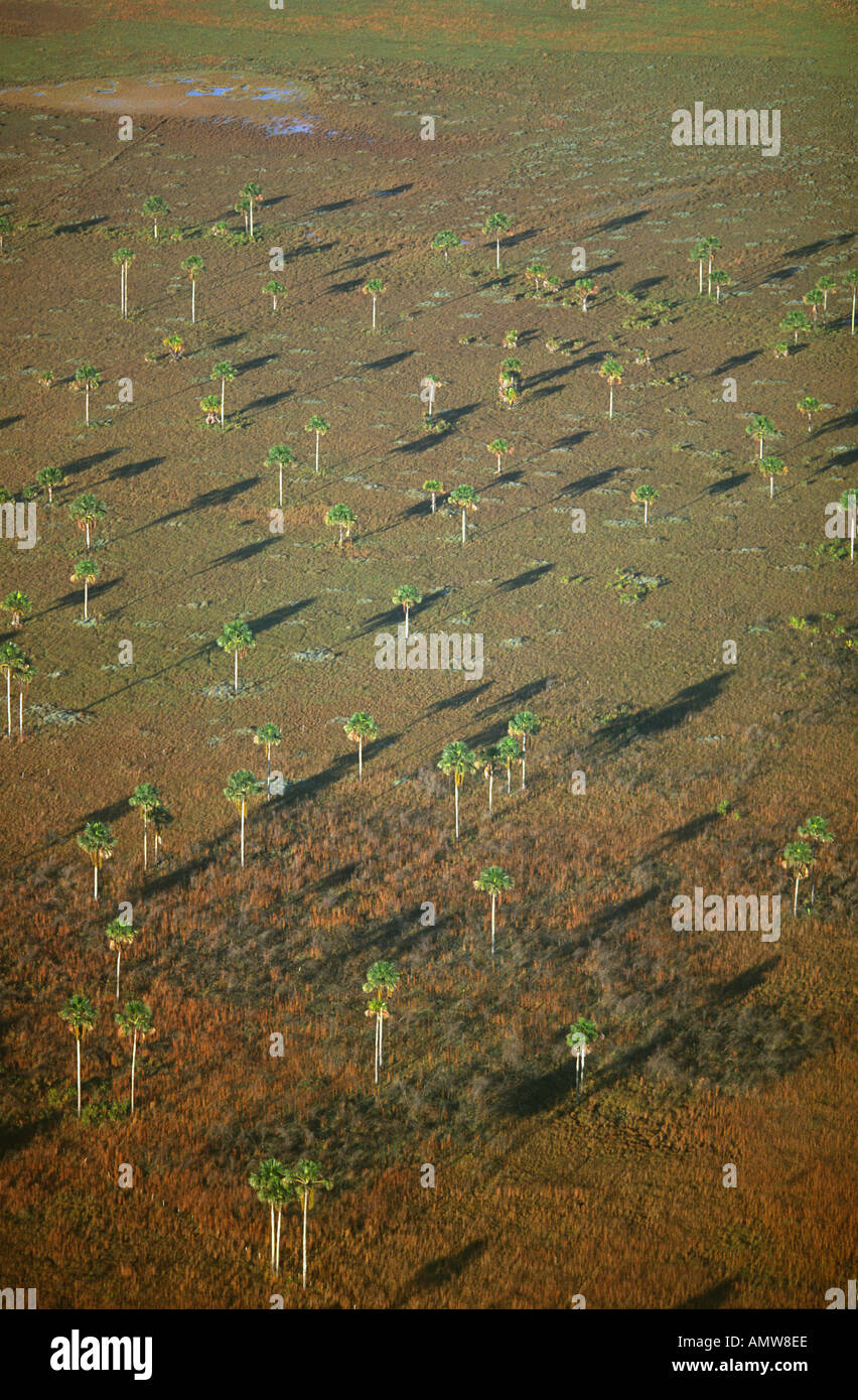 Aerial view of buriti and other palm species dotting the cerrado ...