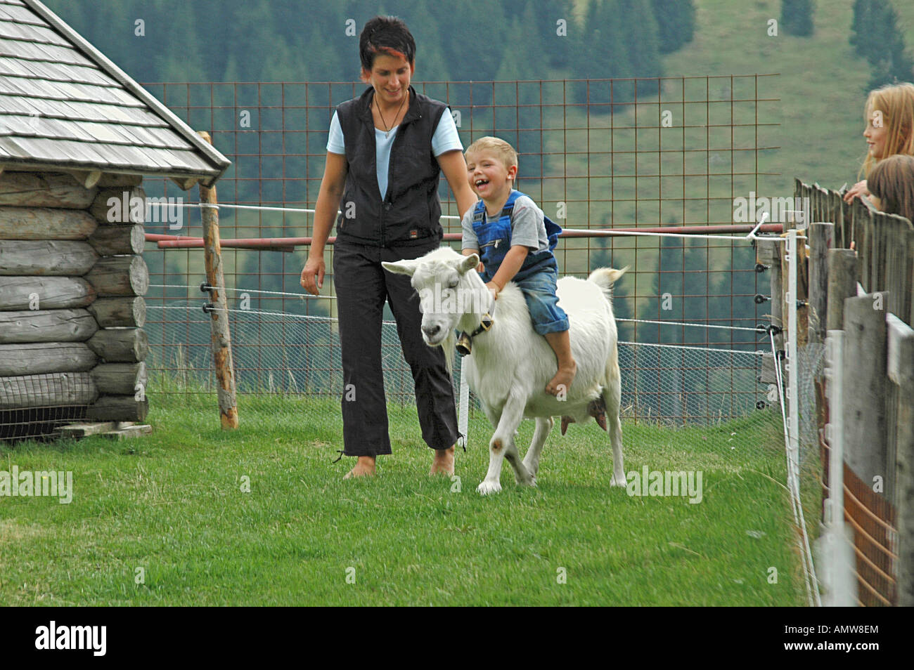 boy riding on gaot Stock Photo - Alamy