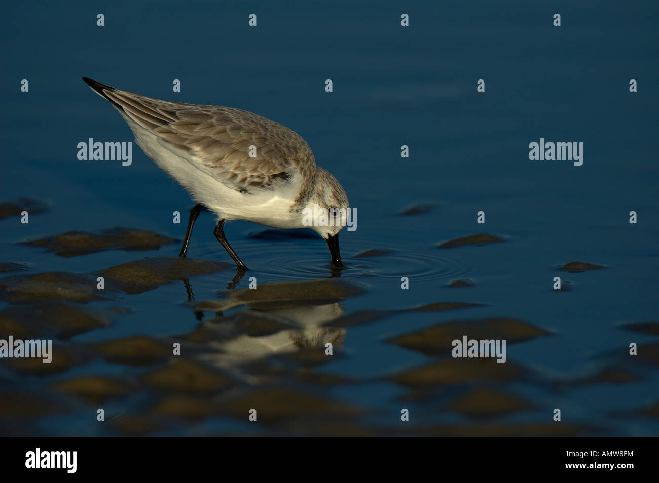 Shorebird foraging for food Stock Photo - Alamy