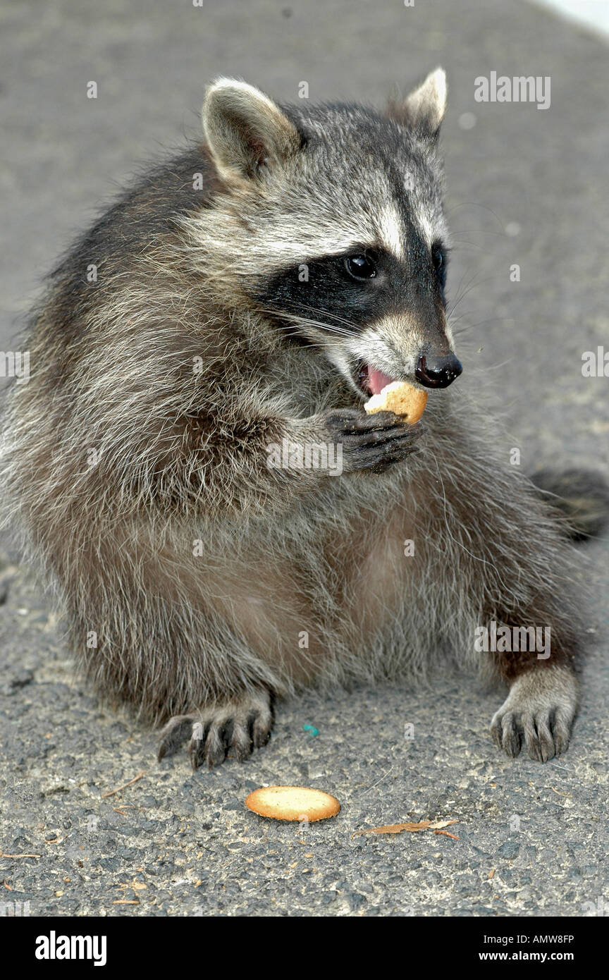 Raccoons feeding hi-res stock photography and images - Alamy
