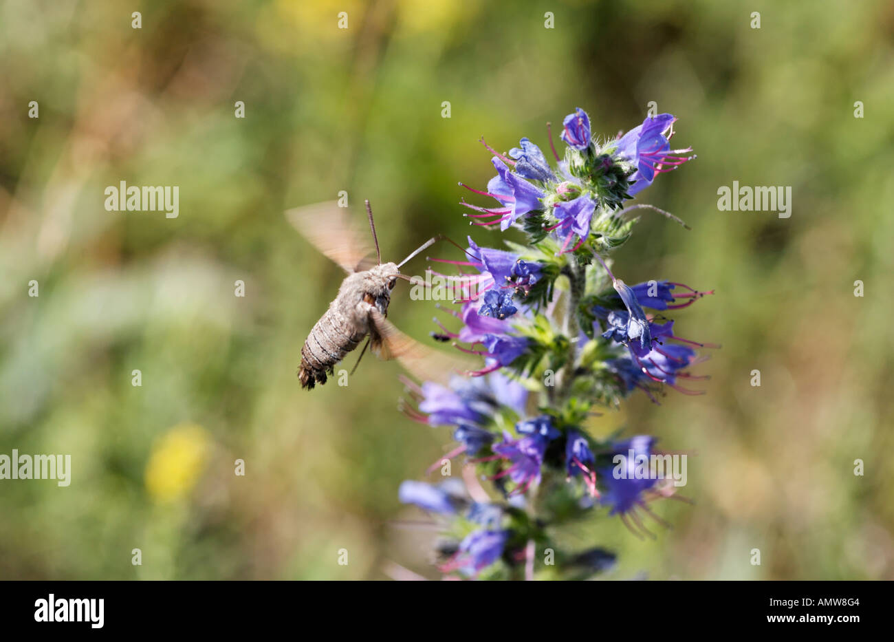 Humming insects hi-res stock photography and images - Alamy