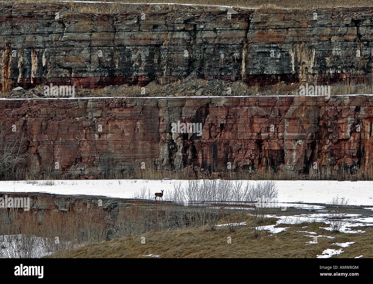 Robin roe hi-res stock photography and images - Alamy