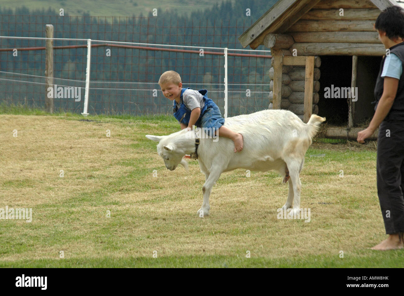 Boy Riding Goat at Benjamin Macbain blog