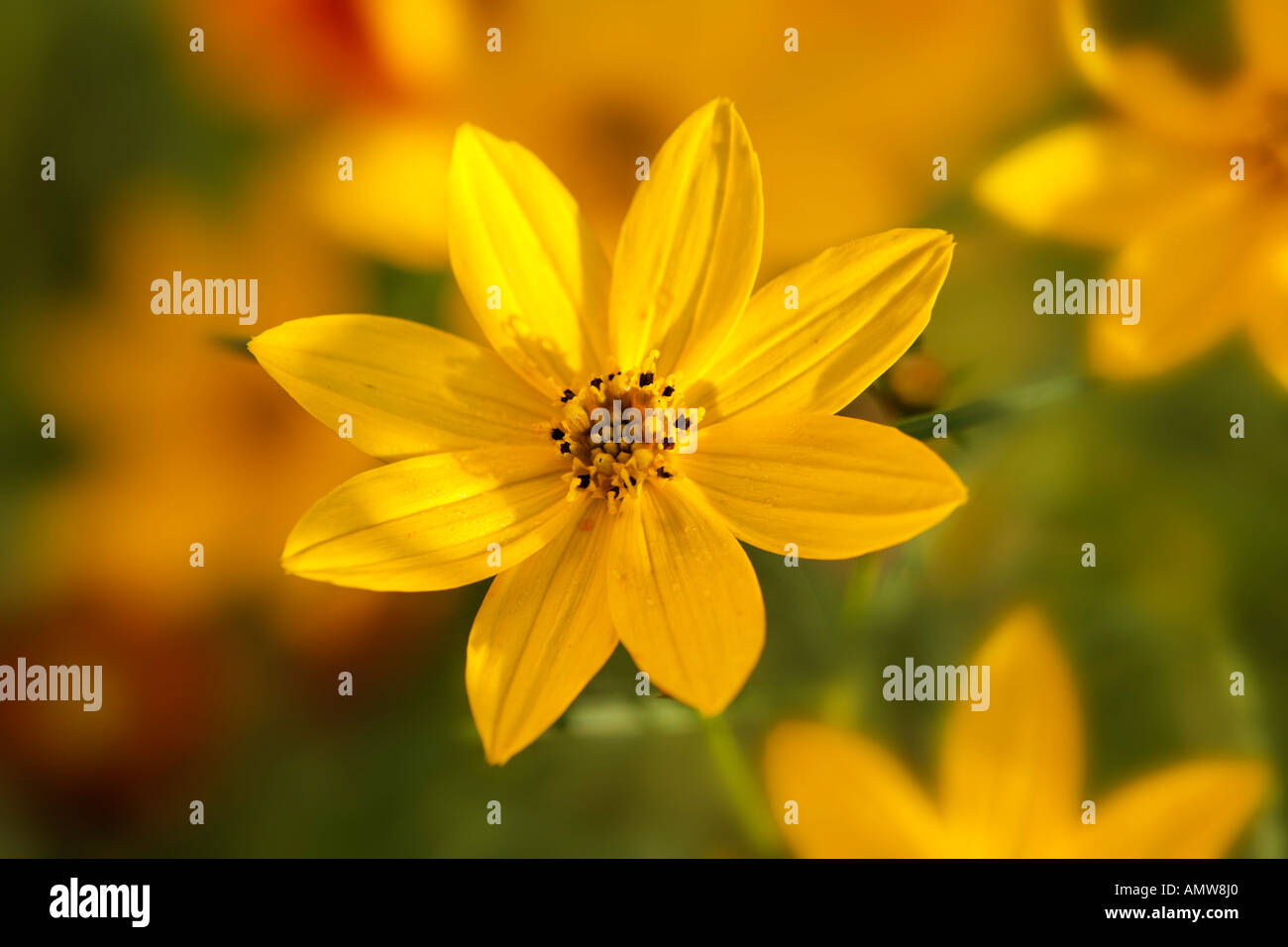 Threadleaf coreopsis ( Coreopsis verticillata ´Zagreb´ Stock Photo - Alamy