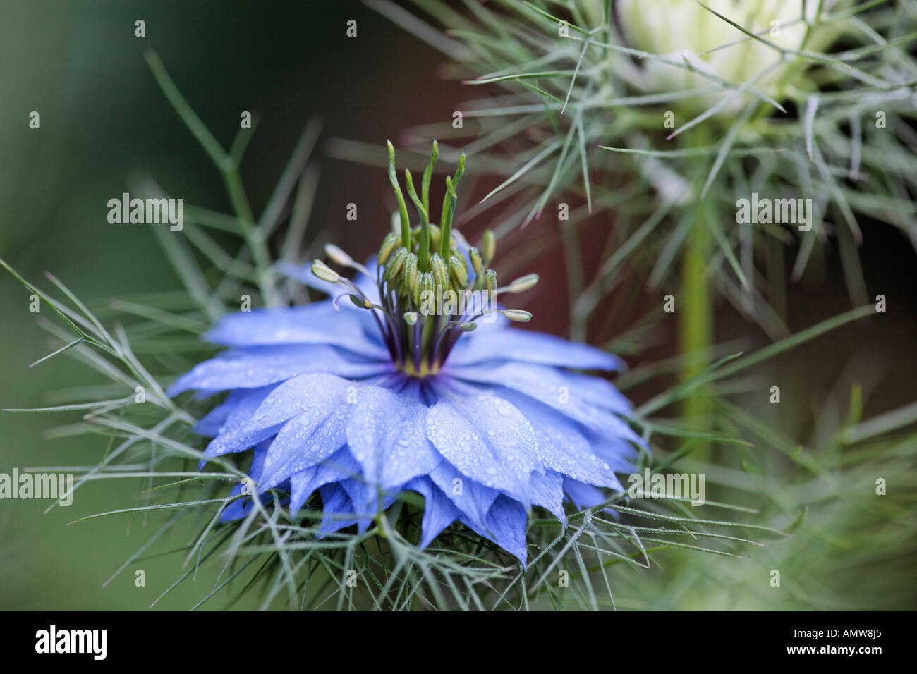 Love-in-a-Mist ( Nigella damascena ) Ranunculaceae Stock Photo - Alamy