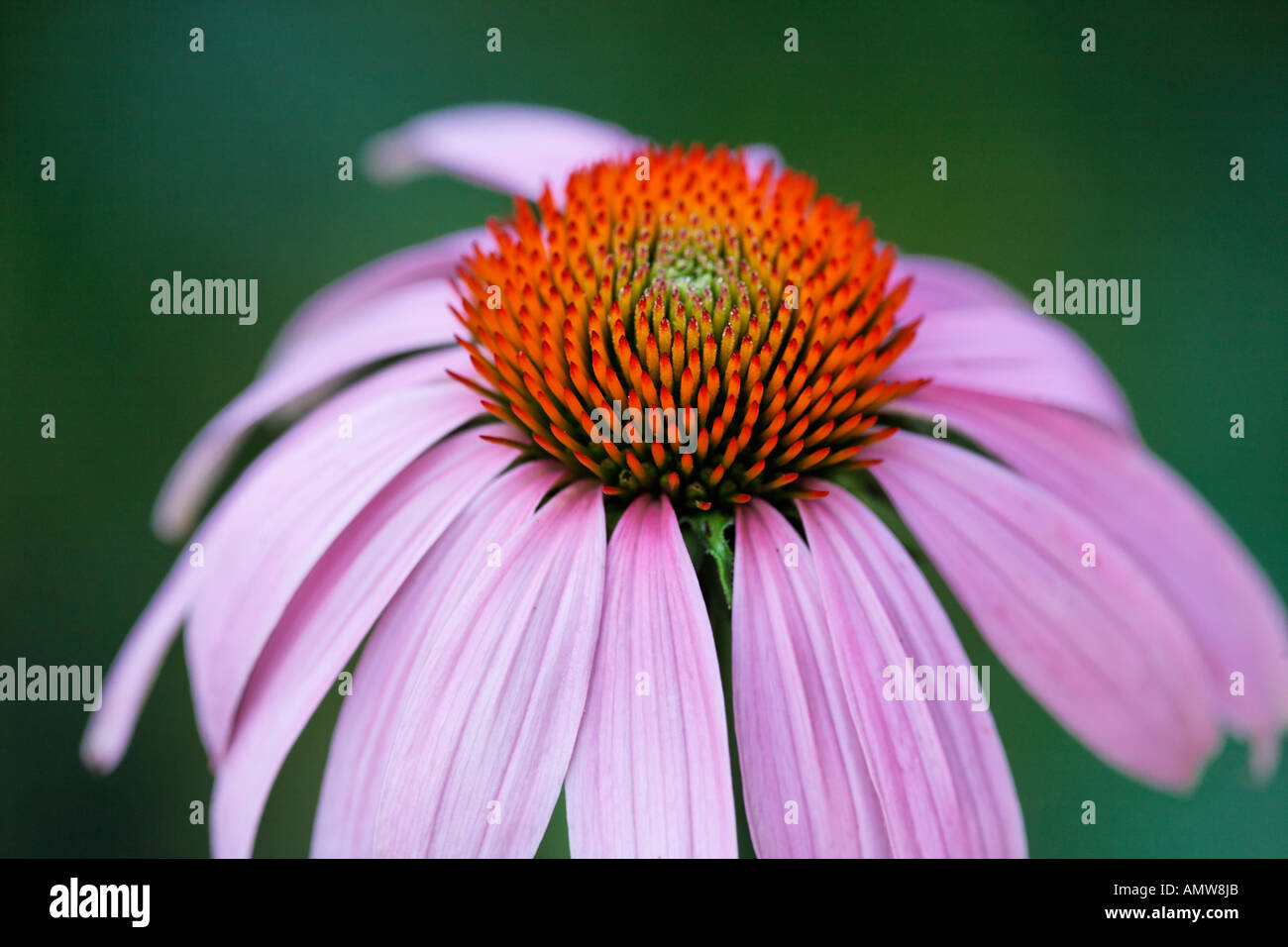 Sampson hi-res stock photography and images - Alamy