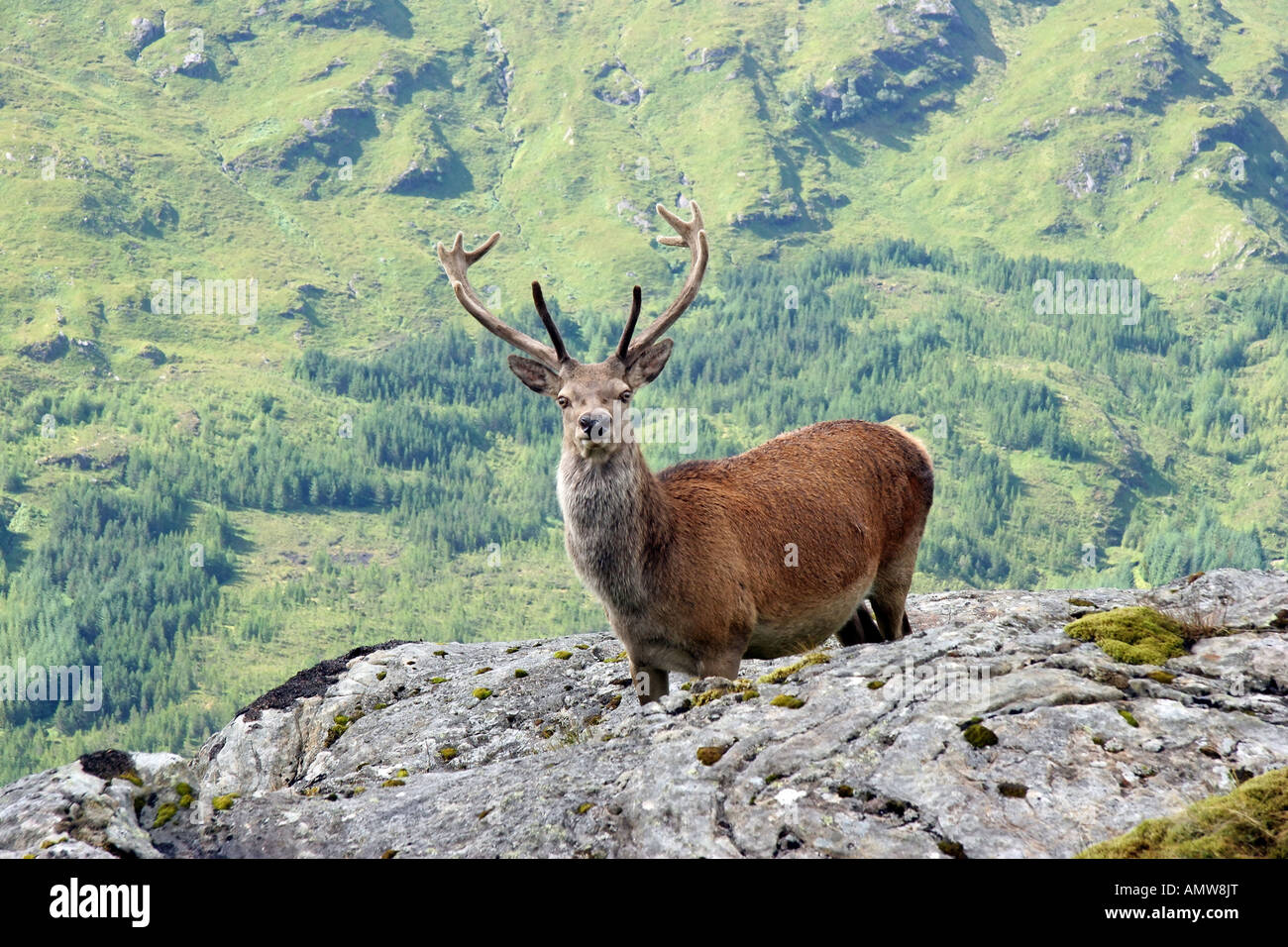 Scotland stag mist hi-res stock photography and images - Alamy