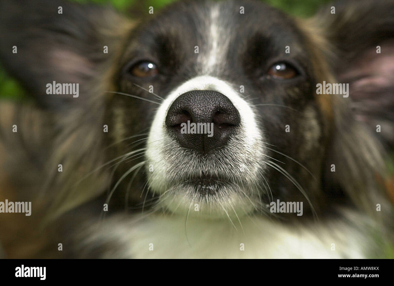 dog - portrait Stock Photo - Alamy