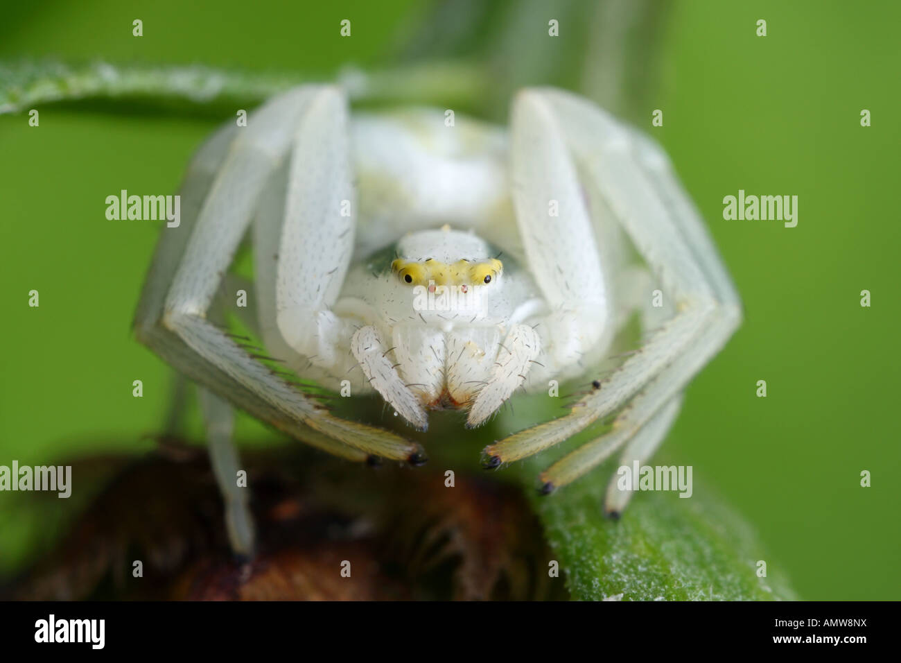 goldenrod crab spider / Misumena vatia Stock Photo - Alamy