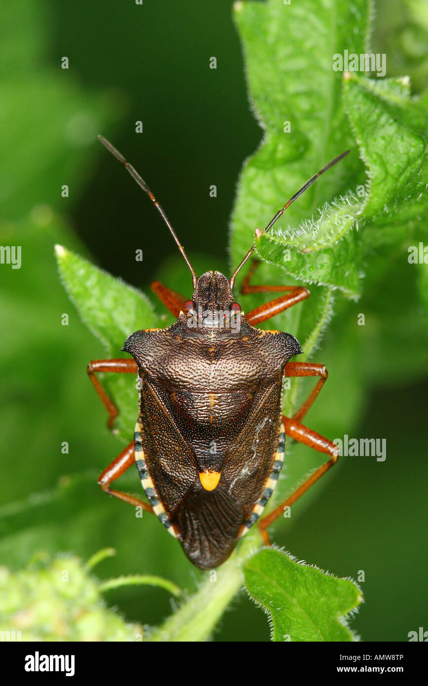 forest bug / Pentatoma rufipes Stock Photo - Alamy