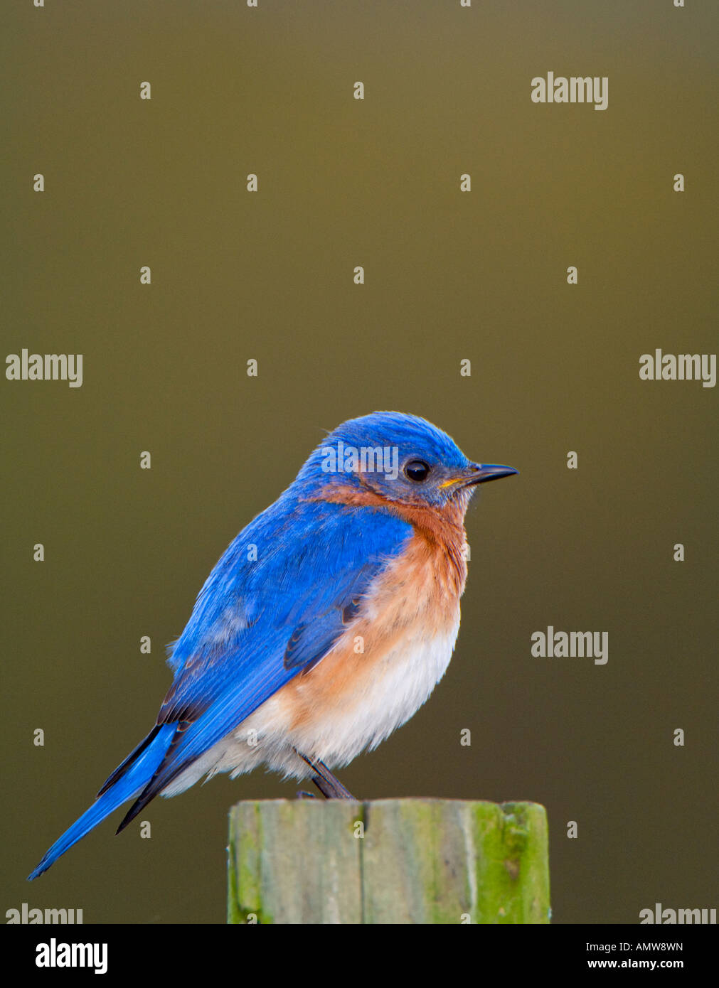 A male Eastern Bluebird sits perched on a post showing brilliant ...