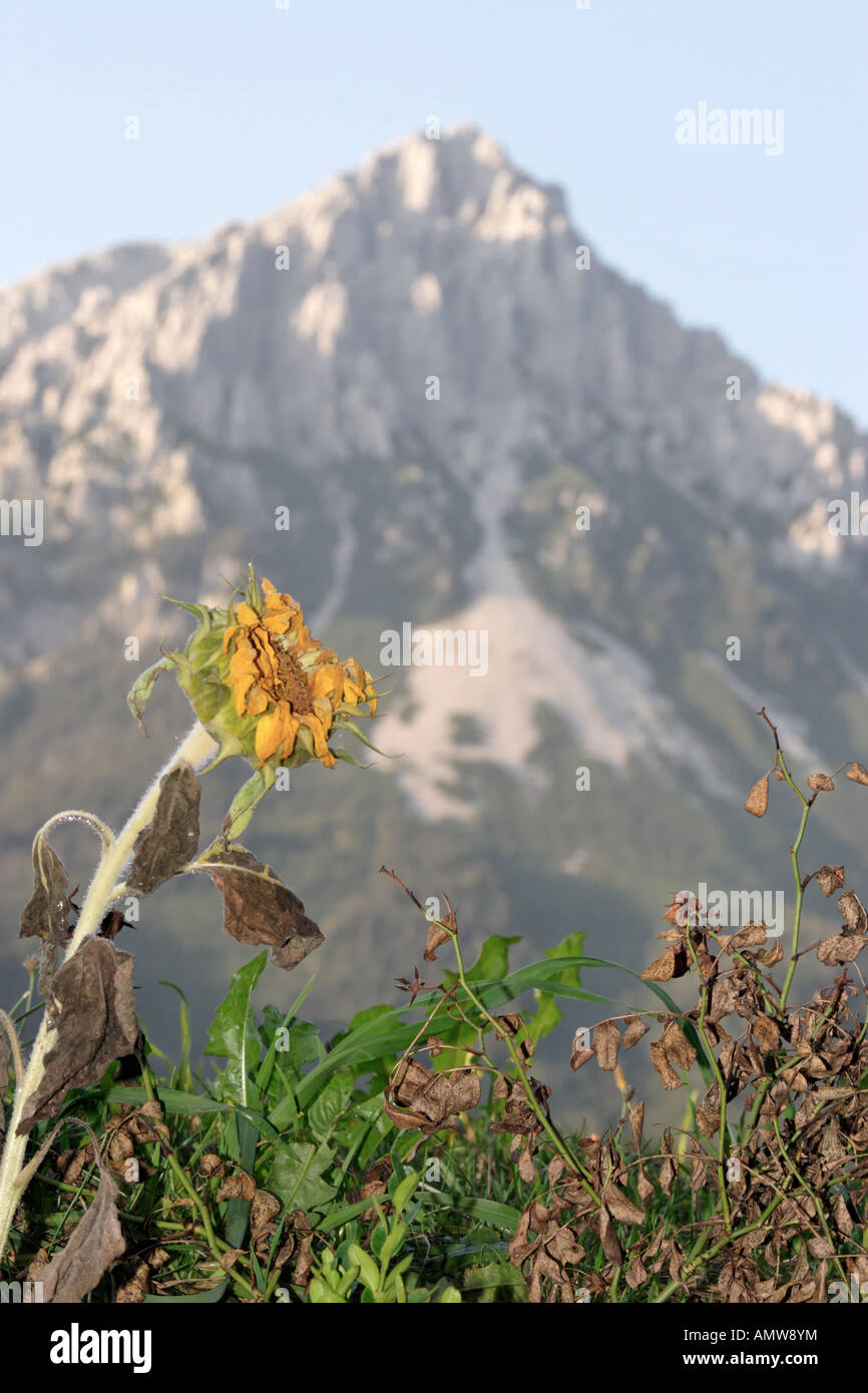Dying sunflower - Old sunflower,withering with a background of a ...