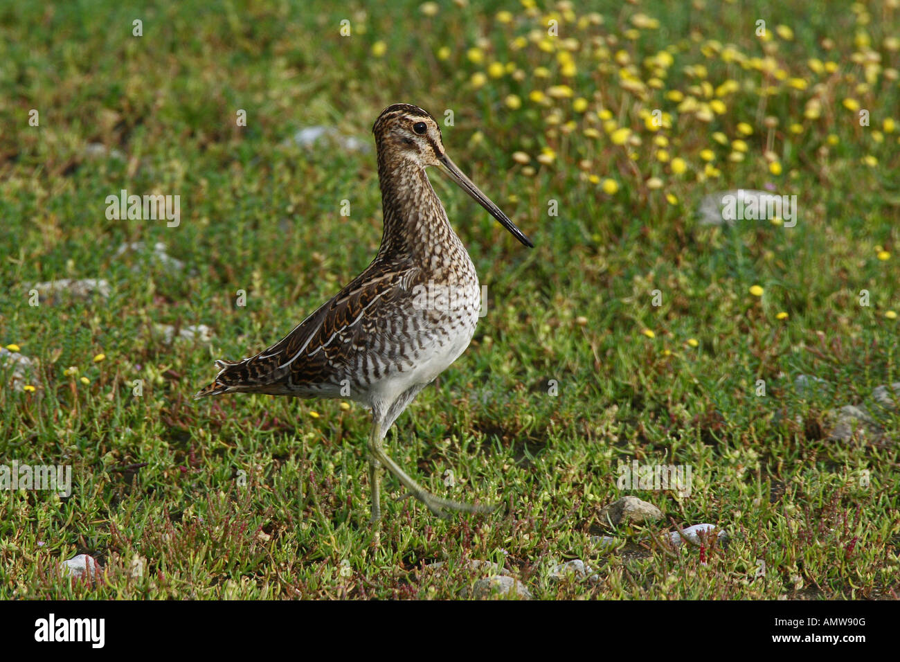 Fantail snipe hi-res stock photography and images - Alamy