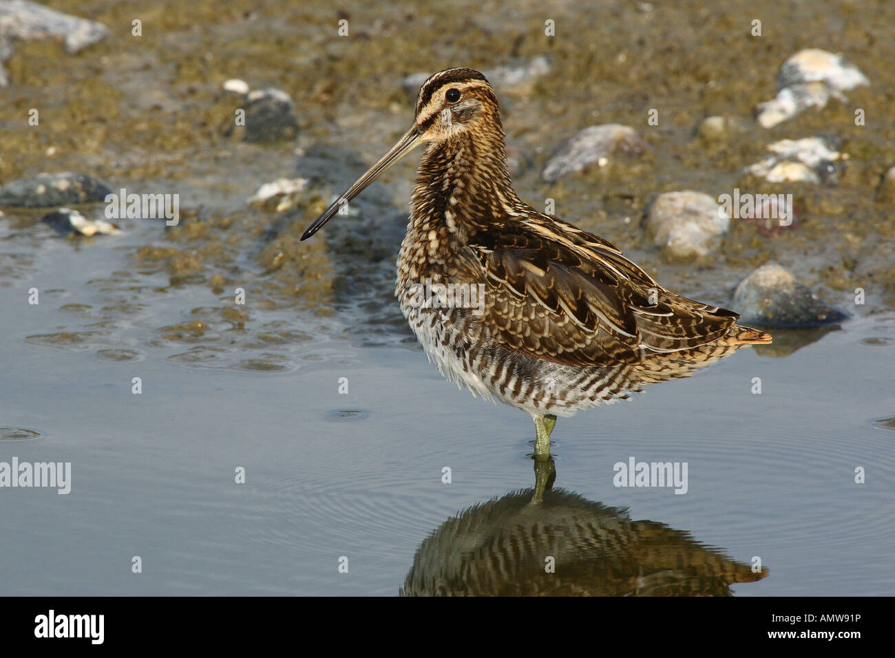 Snipe standing hi-res stock photography and images - Alamy