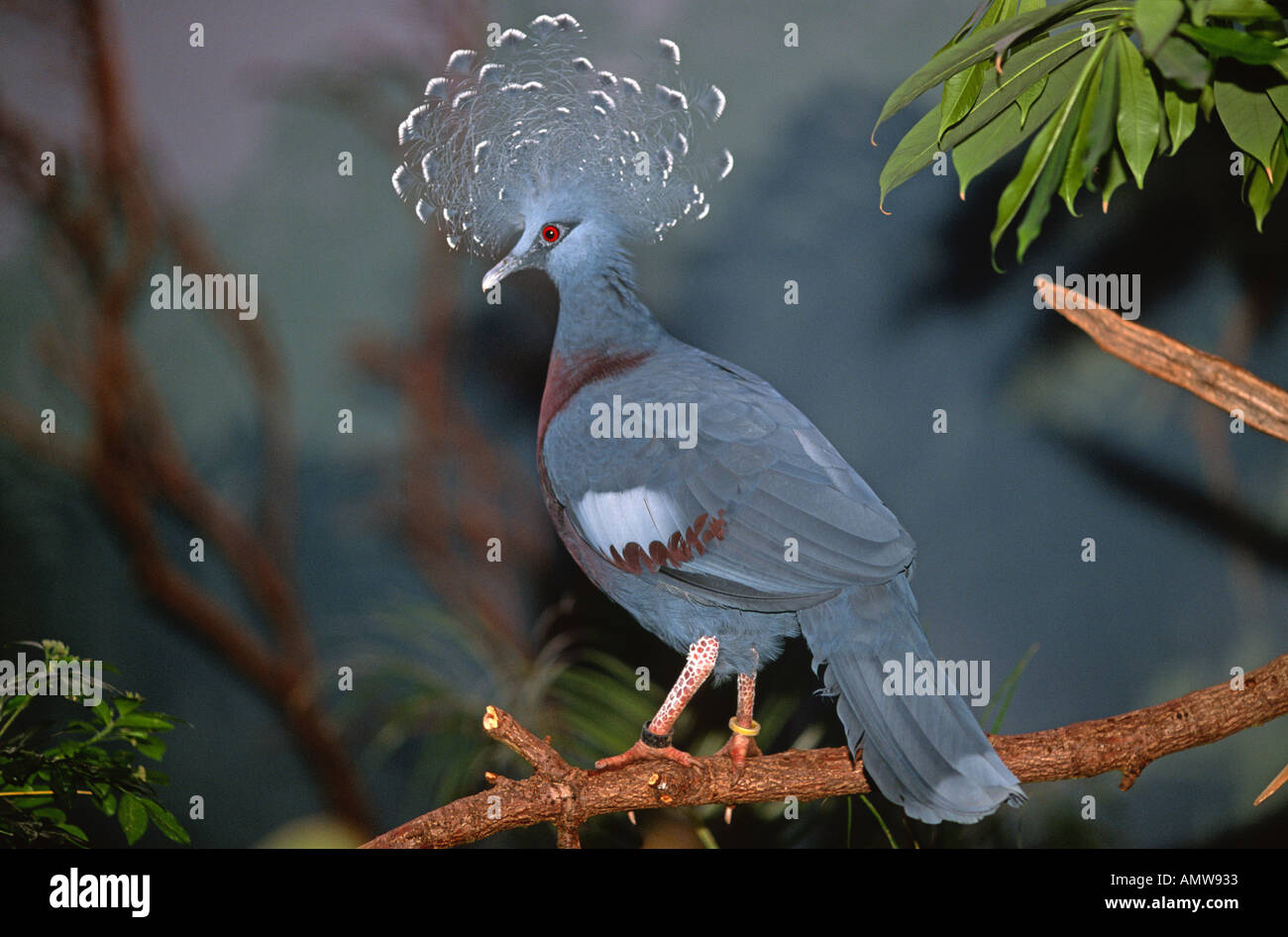 The Victoria crowned pigeon Goura Victoria from the lowlands on the ...