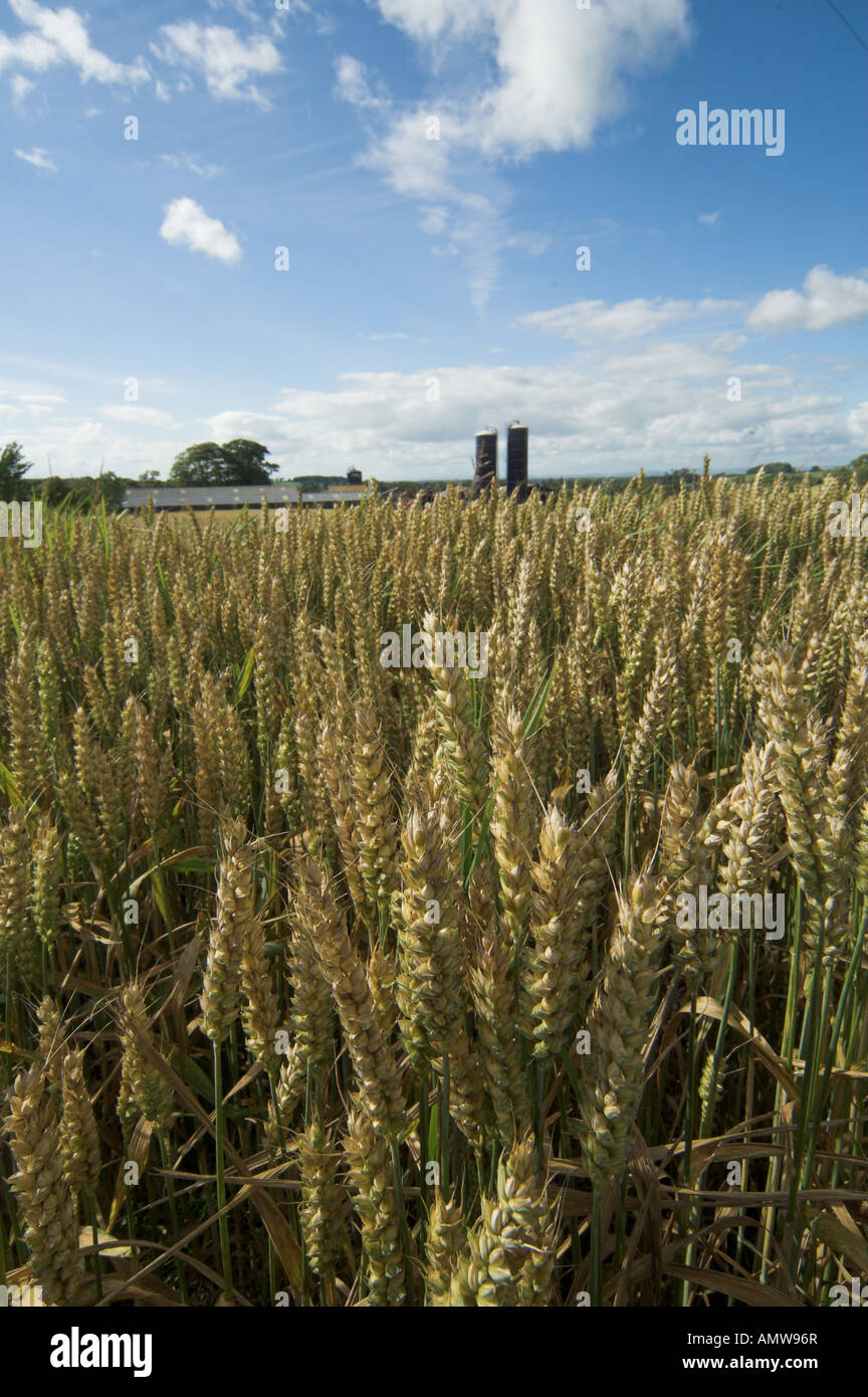 Field of wheat nearly ripe with farm and grain towers in background ...