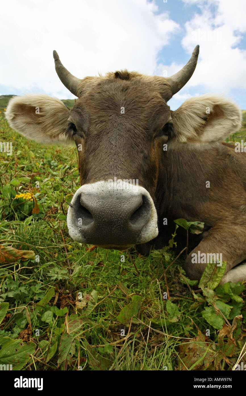cow - portrait Stock Photo - Alamy