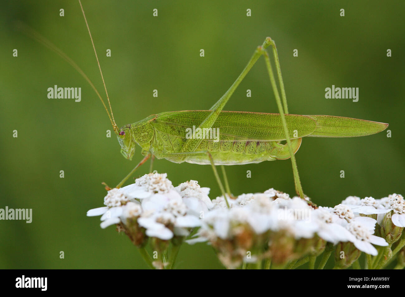 great green bush cricket on flower / Tettigonia viridissima Stock Photo ...