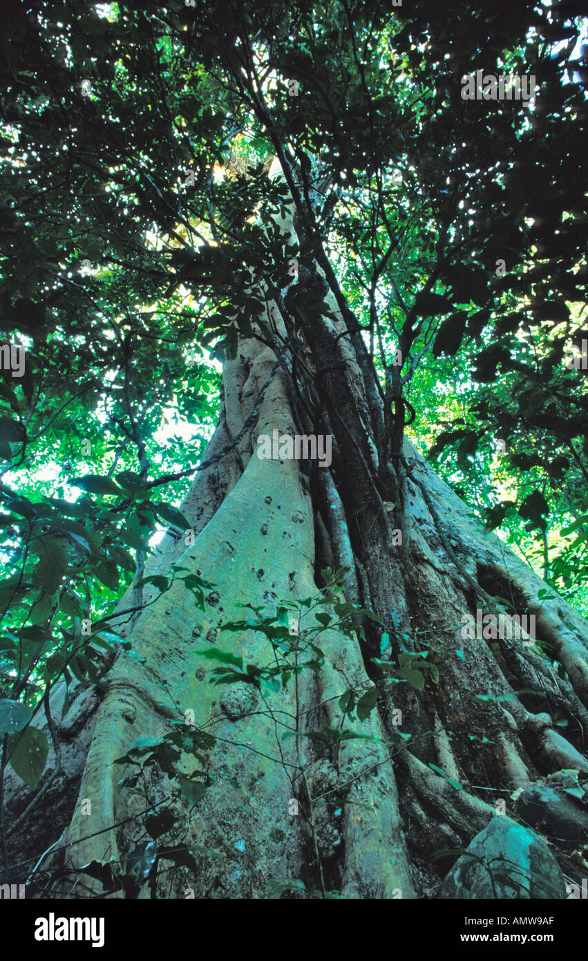 A huge buttress rooted trunk of a rainforest tree in the montane forest ...