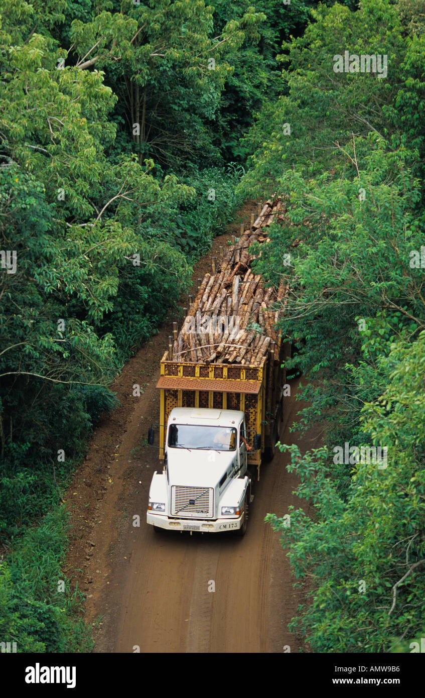 Temperate rain forest logging hi-res stock photography and images - Alamy